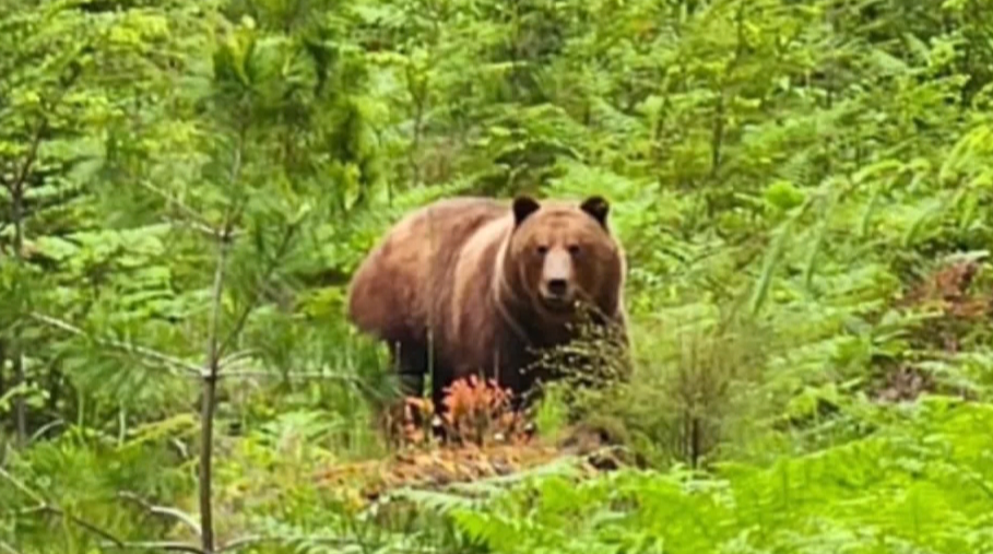 Texada Island’s lone grizzly bear found dead after being shot