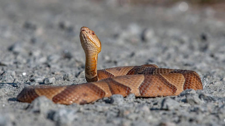 Identifying Venomous Snakes: Key Features and Facts