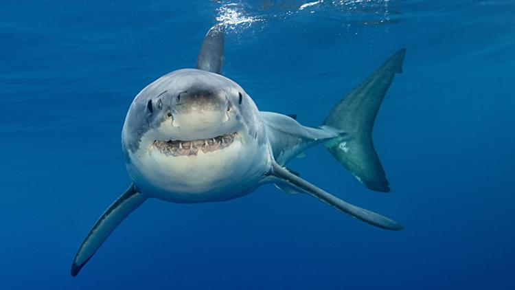 Here’s Why: Sharks need our help