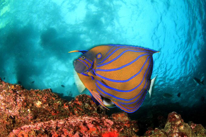 13 of the Most Colorful Animals of the Ocean