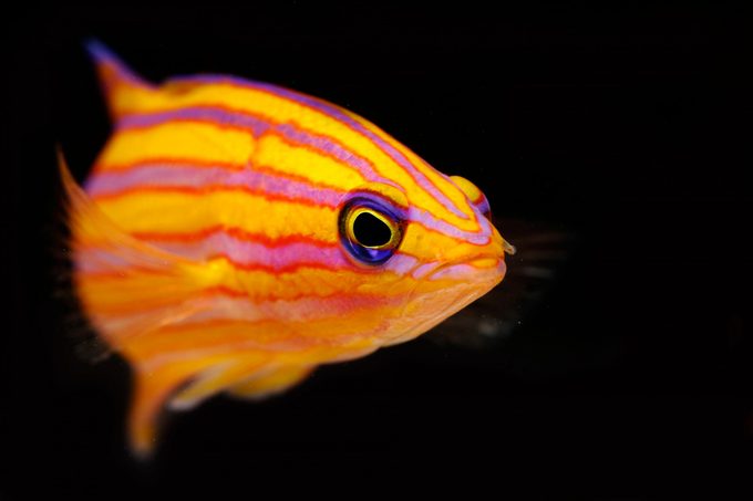 13 of the Most Colorful Animals of the Ocean