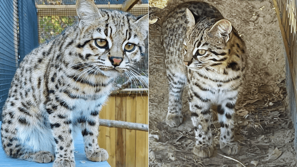 Molino sanctuary seeks public's help to find rare wild cat after ...