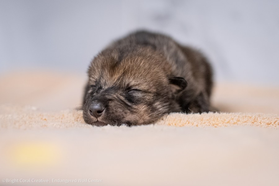 Endangered wolf pups born in Missouri fostered into wild dens