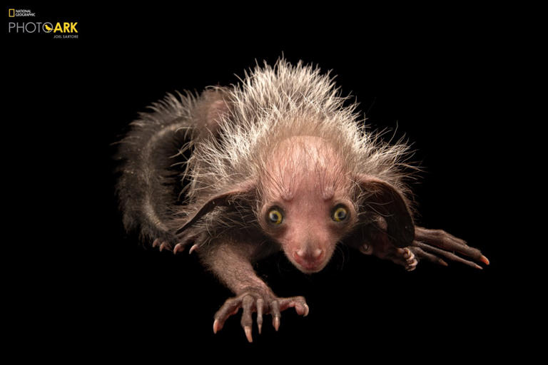 Beyond the looks: The amazing world of of the eerie-looking aye-eye and ...