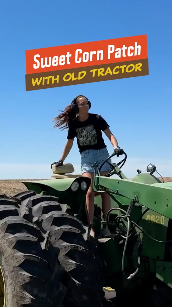 Sweet Corn Patch With OLD Tractor