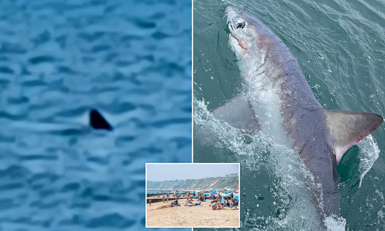 Chilling moment 5ft shark's dorsal fin is spotted 30 feet from one of ...