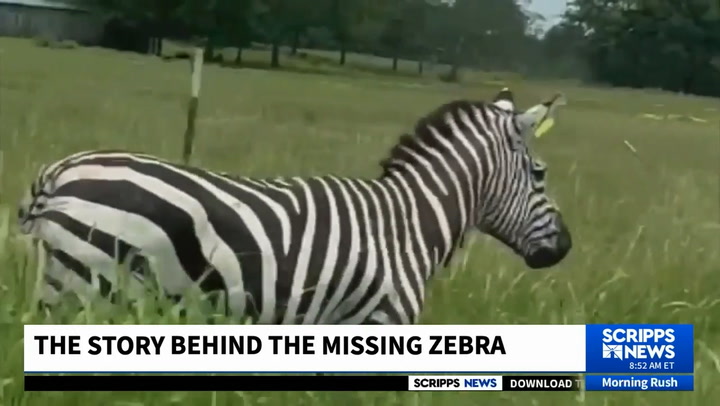 Zany Zebra 'Ed' Captivates Internet with Escapade