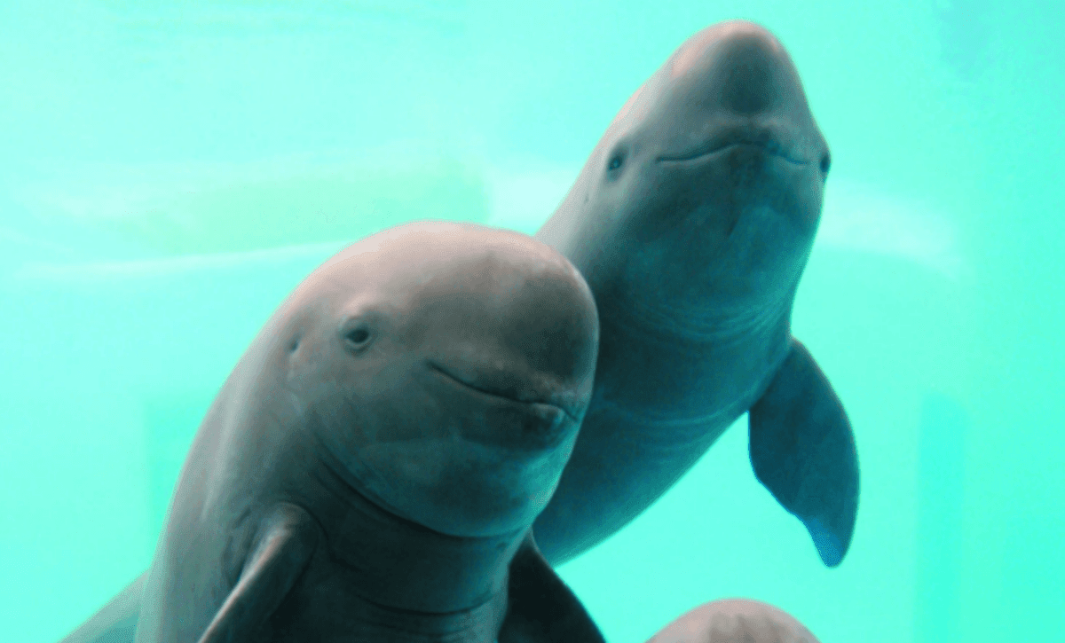 Two Yangtze Finless Porpoises Have Been Returned To The Wild For First ...