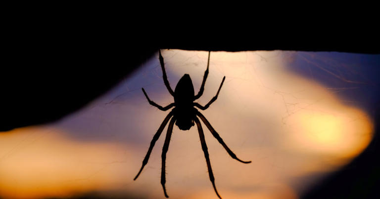 Scientists Have Successfully Used CRISPR Gene Editing Technology To ...