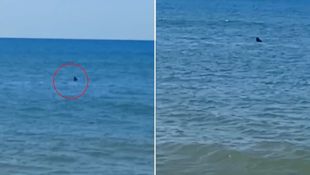 Chilling moment 5ft shark's dorsal fin is spotted by beachgoer