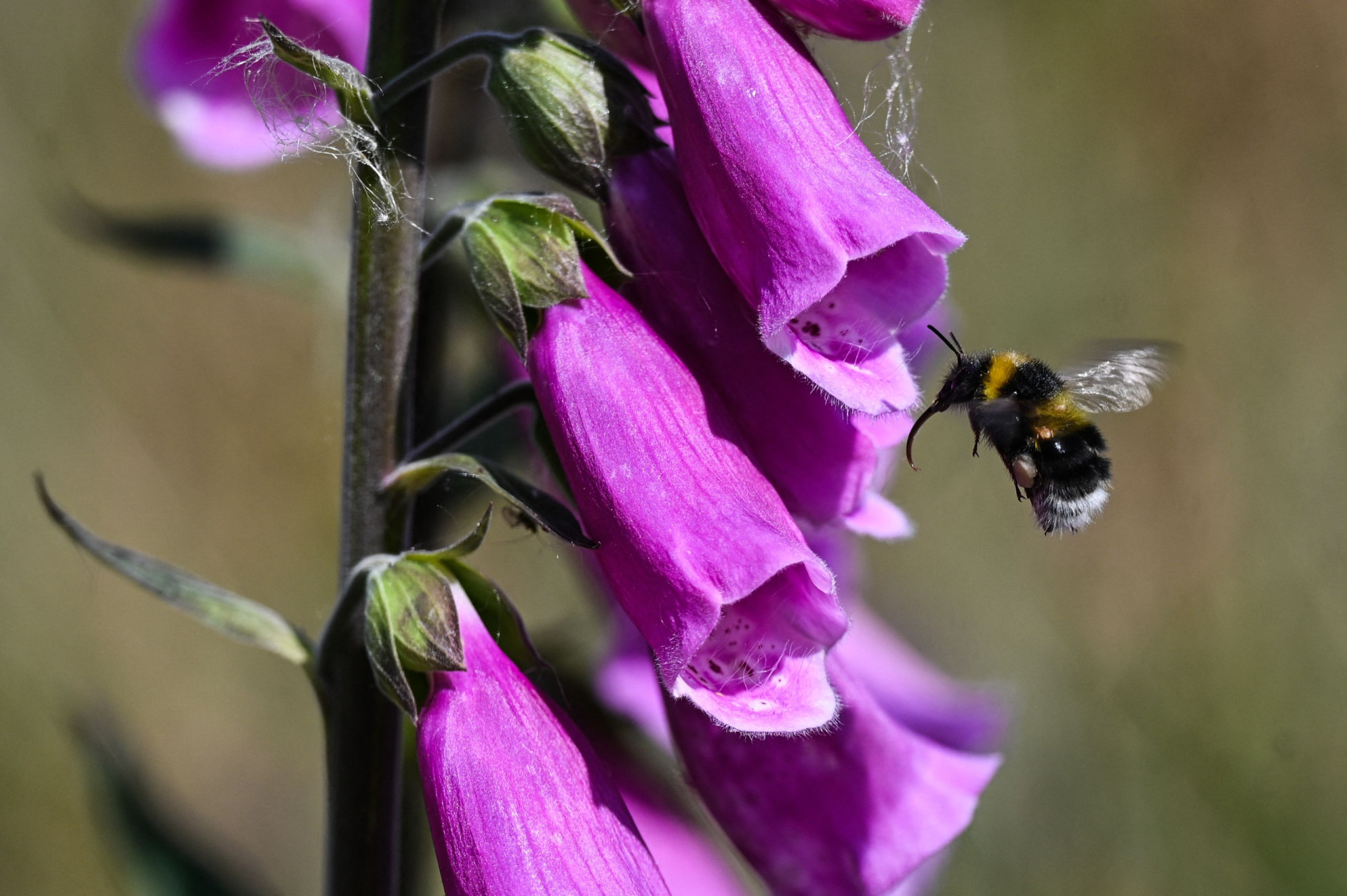 Inside the world's deadliest garden