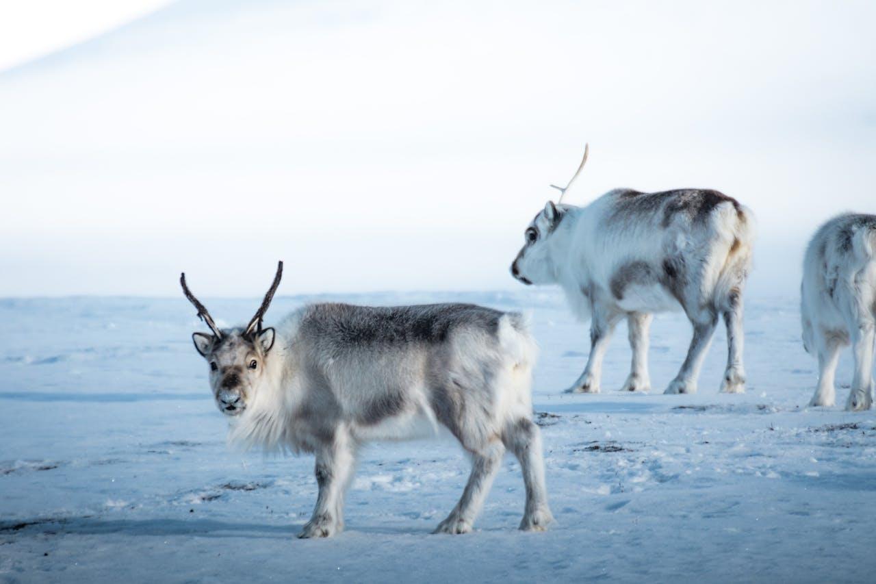Canada’s Last Caribou Herds: 5 Secret Spots to Witness the Great Migration