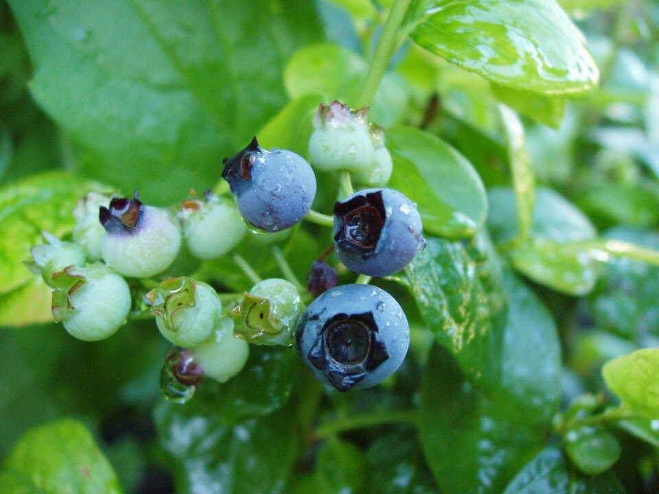 11 Delicious Summer Fruits to Grow Right in Your Backyard