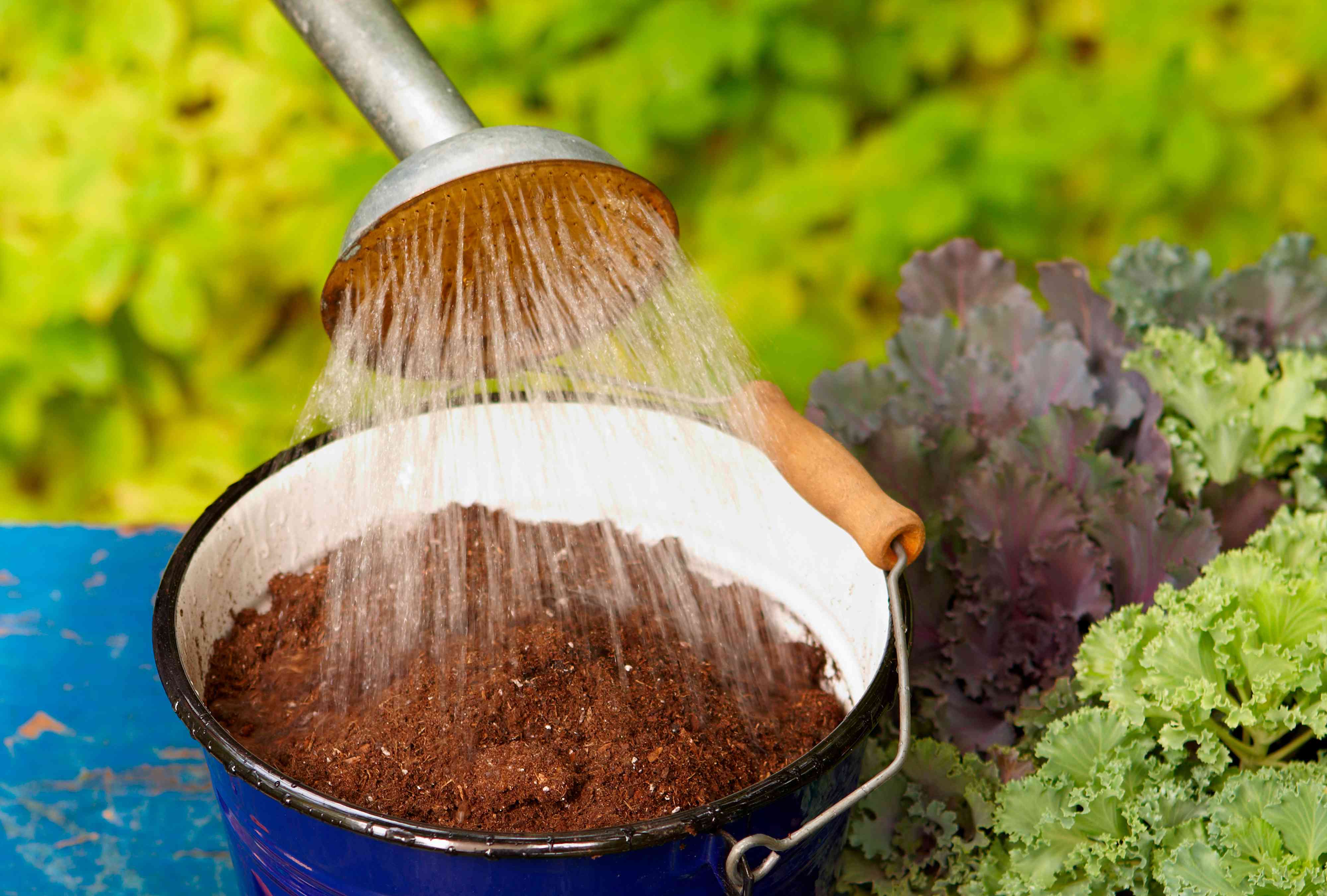 Don't Toss That Dried Out Potting Soil—Here's How to Rehydrate It ...