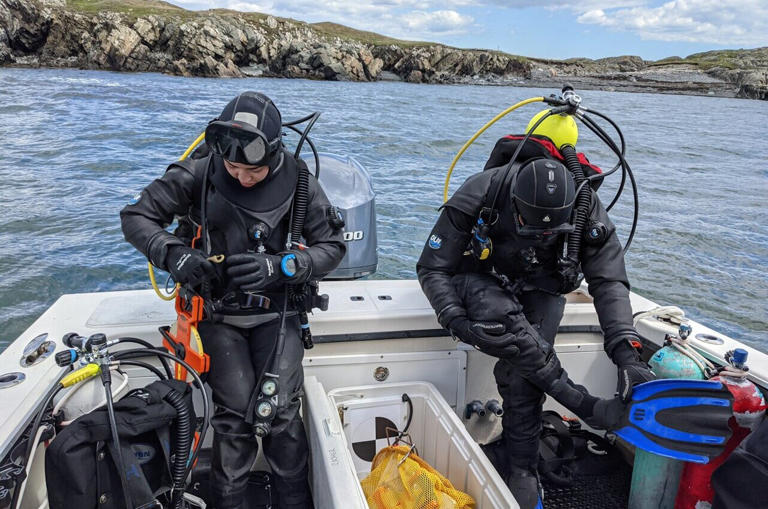 Kelp forest collapse alters food web and energy dynamics in the Gulf of ...