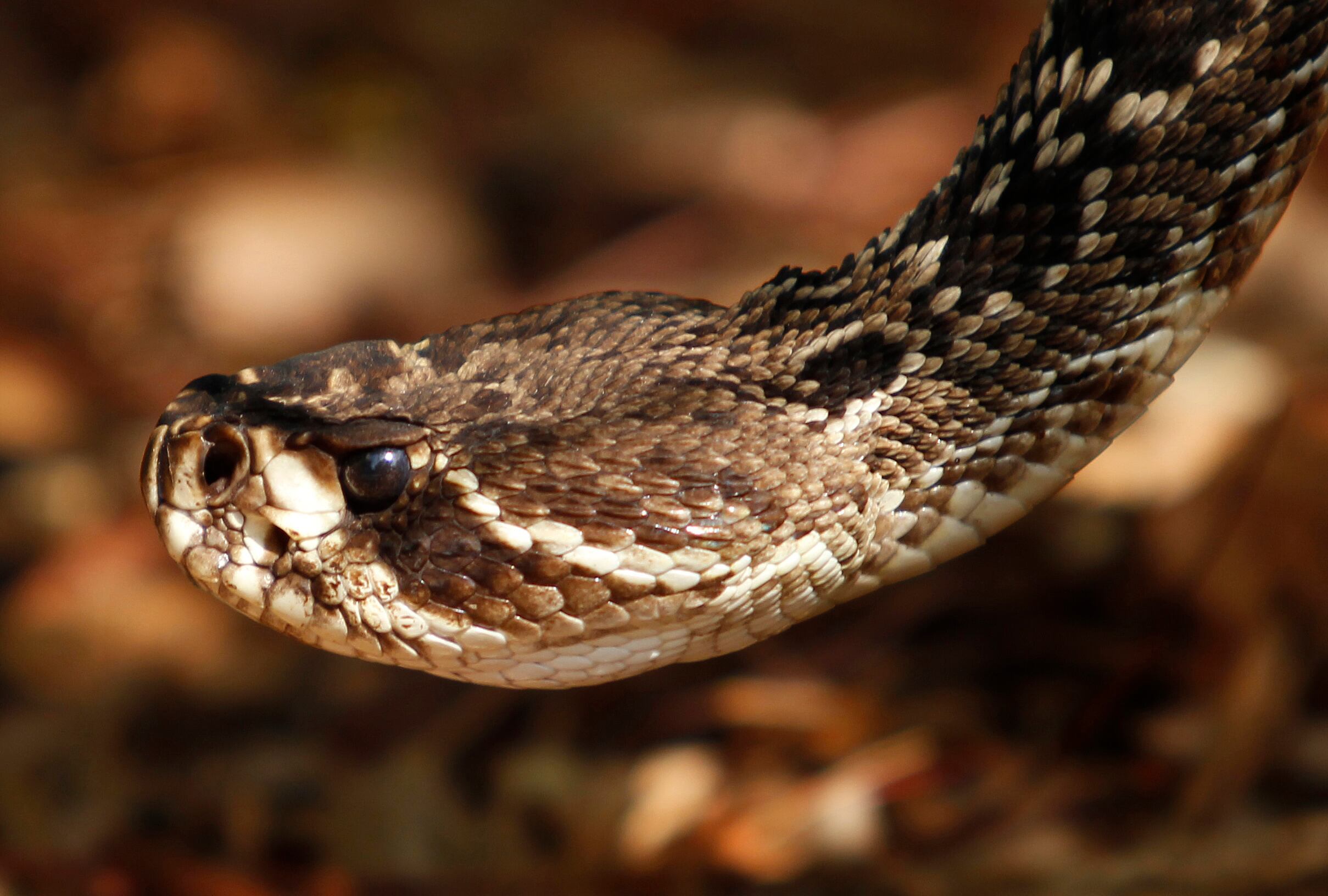 SAFETY ALERT: It’s snake season – What if you run into one?