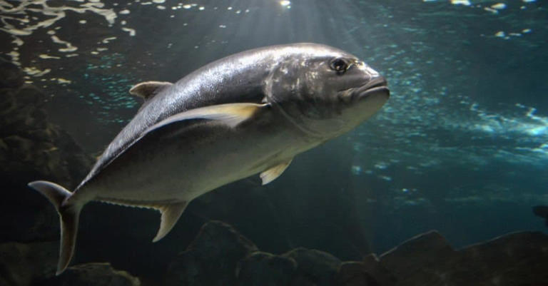 World Record Tuna: Discover the Largest Tuna Ever Caught