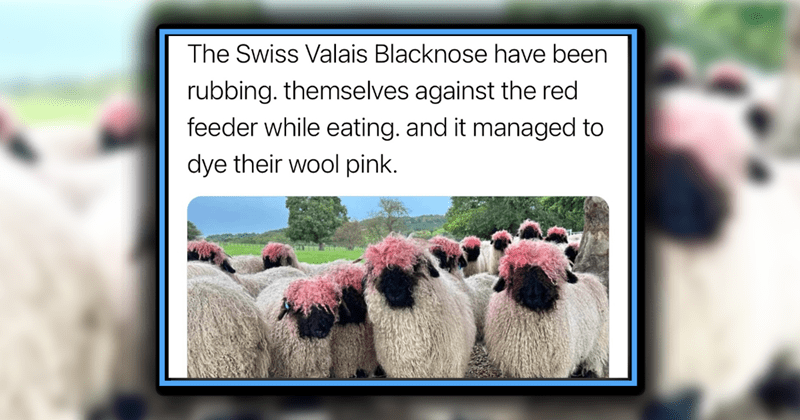 37 Floofy Animal Memes That Deserve an Oscar for Cutest Overreaction