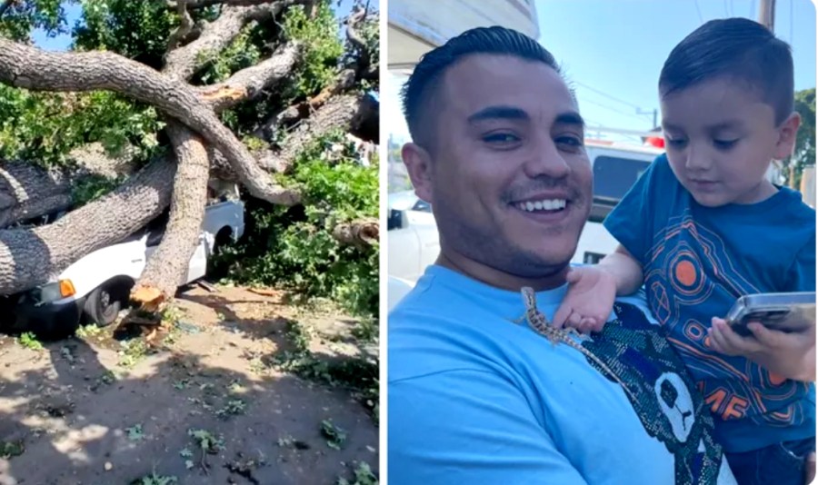 Boy, 4, recovering after giant San Mateo tree fell on him