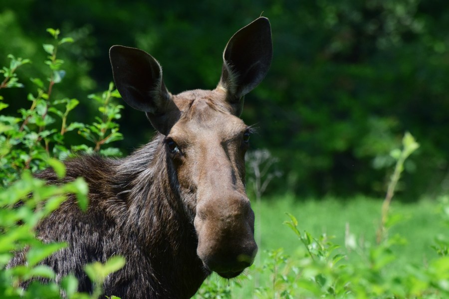 Cow moose involved in recent attack relocated by CPW