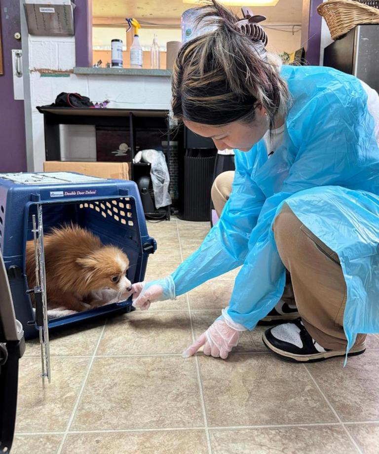 Over 100 dogs rescued from single home