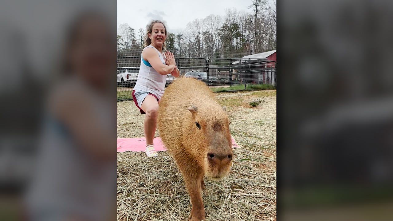 See what animals waddled into these wild yoga sessions