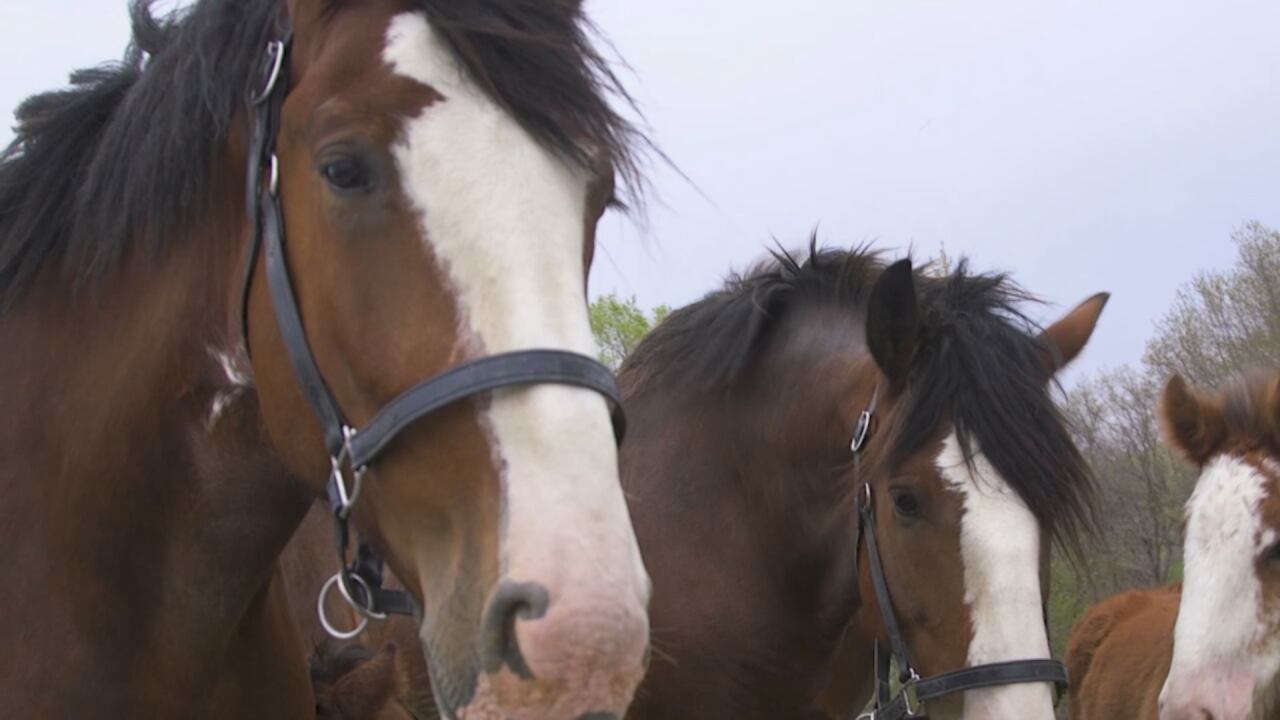 Iconic Clydesdale horses to trot in downtown Jonesboro