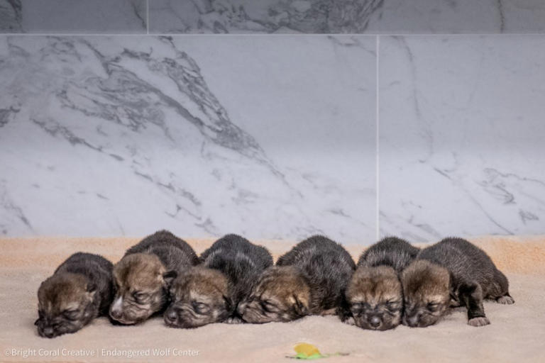 Endangered wolf pups born in Missouri fostered into wild dens