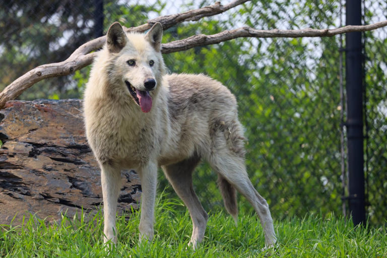 Winnipeg's Assiniboine Park Zoo welcomes family of 5 grey wolves from ...