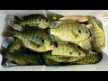 Simple Trick to Catch Slab Red-Ear and Bluegill from Shore