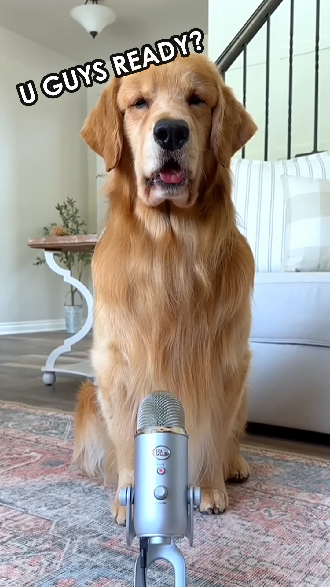 Grooming My Dog ASMR 🧼