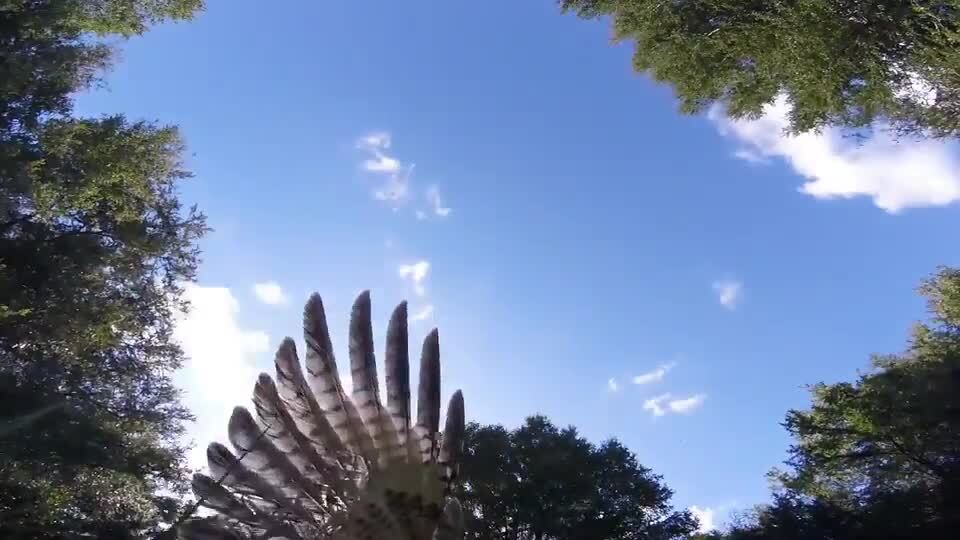 Hawk Attacks Drone
