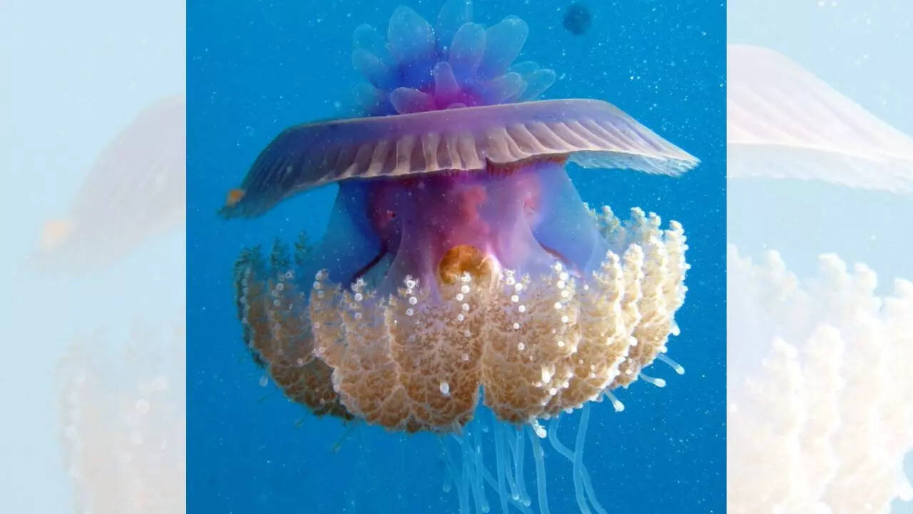 Discover 10 unique jellyfish species and their interesting facts