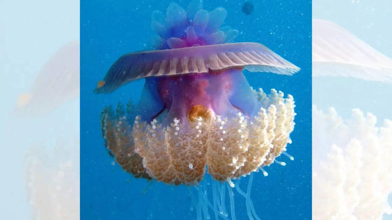 Discover 10 unique jellyfish species and their interesting facts