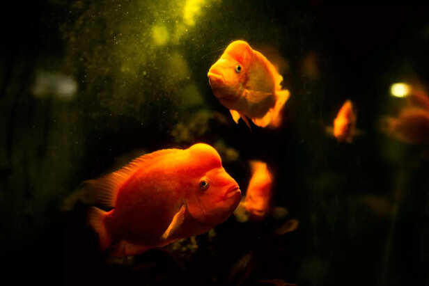 Goldfish Care Tips: 5 Easy Steps to Keep Your Fish Healthy and Happy