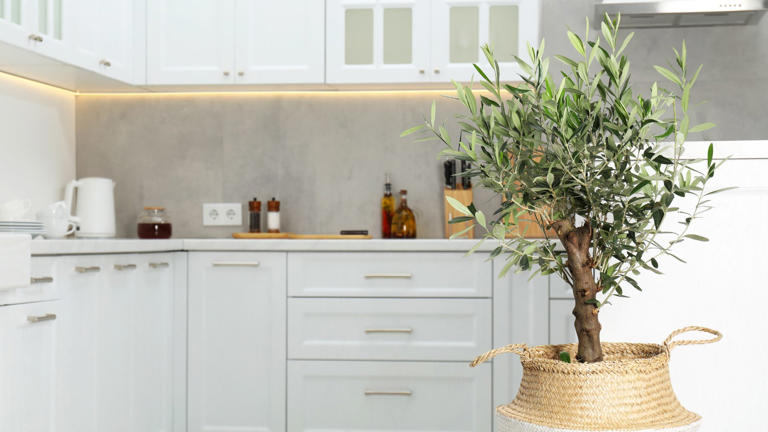 How to care for an olive tree: a comprehensive guide to keep your ...