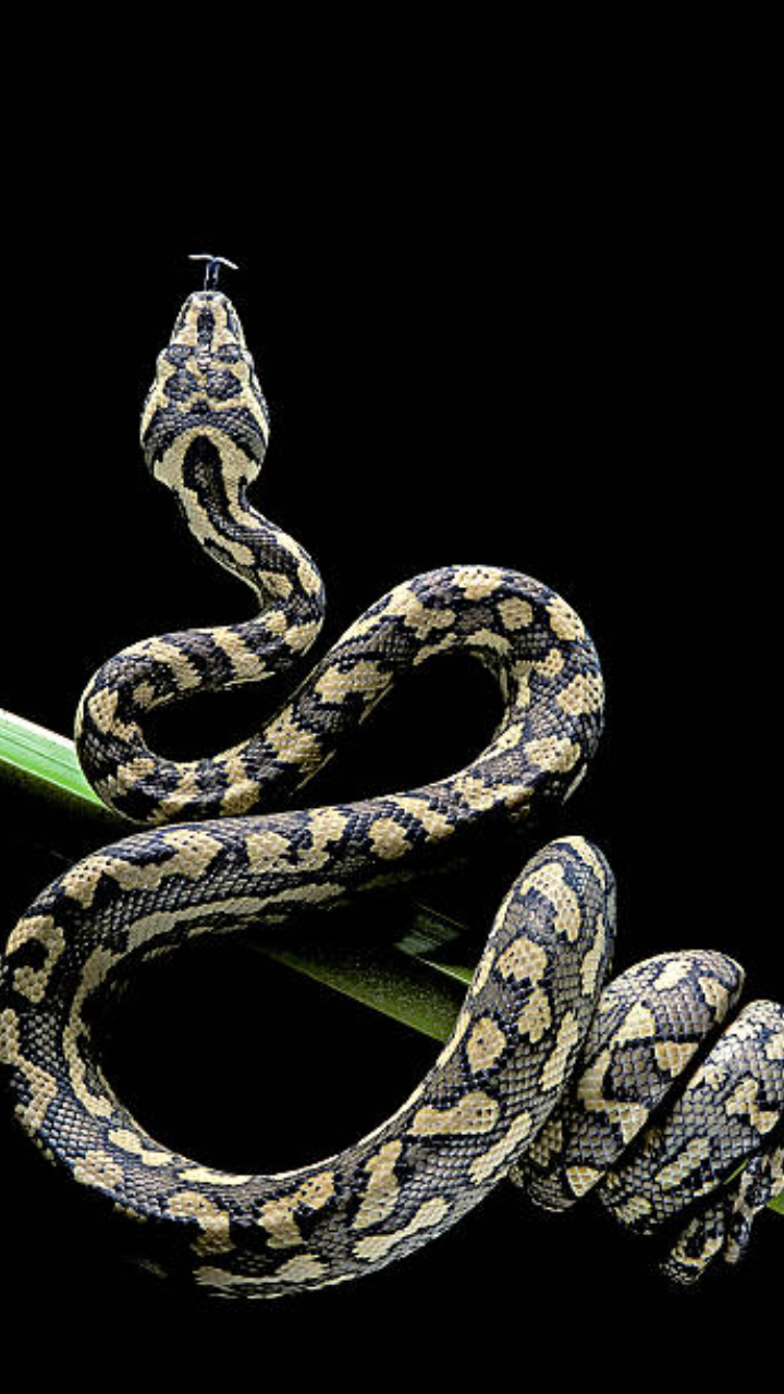 10 beautiful snakes that are extremely poisonous
