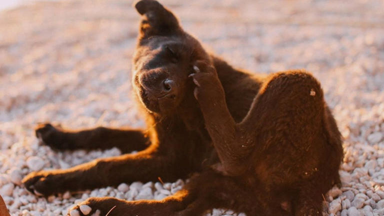 How to Safely Remove Ticks from Your Dog: Key Tips and Recommended Products