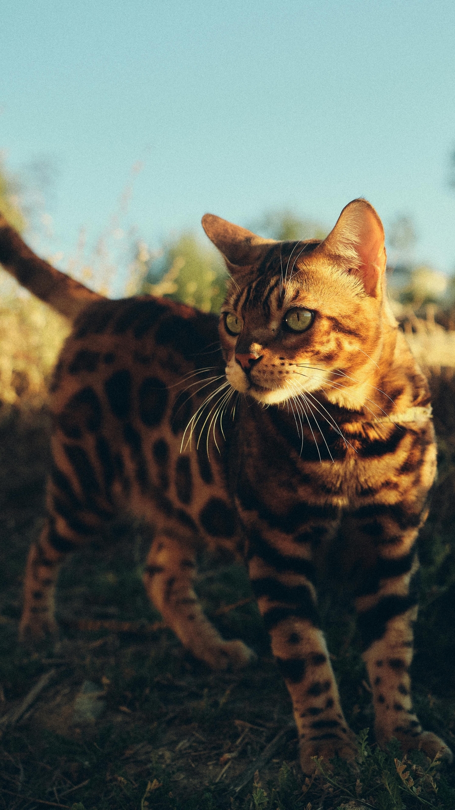 Photogenic cat breeds that make great pets