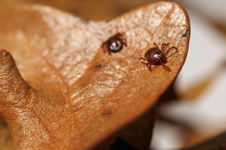 Invasive tick that can be deadly for cattle causing concerns among ...