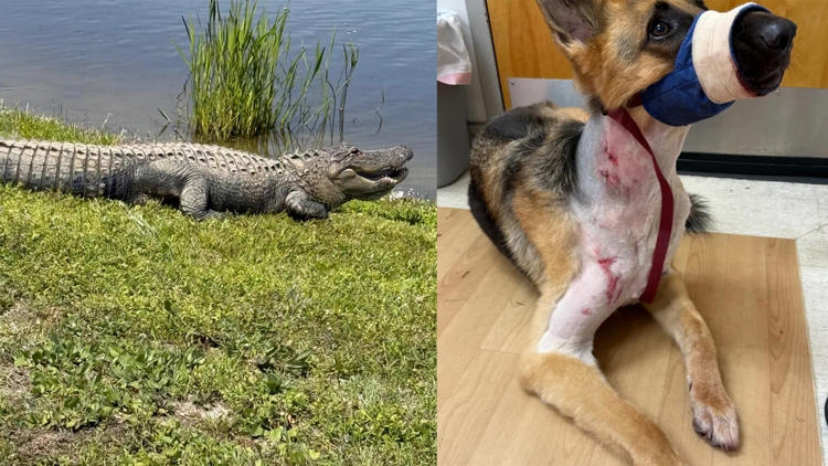 'Zeus just got taken by the alligator!': Family dog survives gator ...