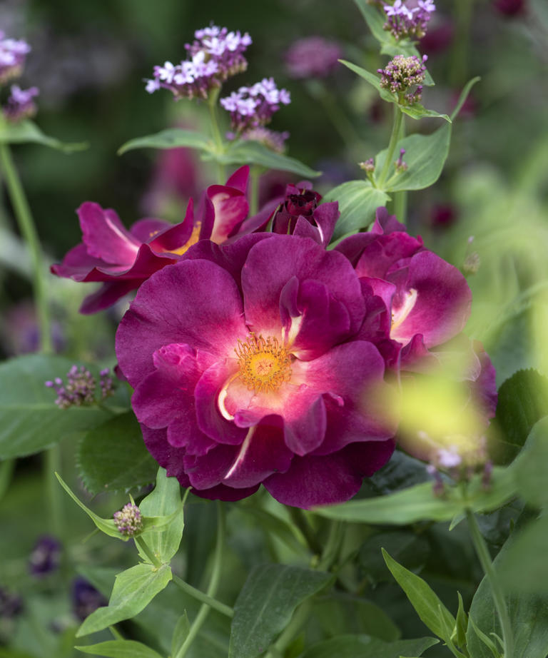 Best roses for small spaces – 5 brilliant blooms for pots or narrow ...