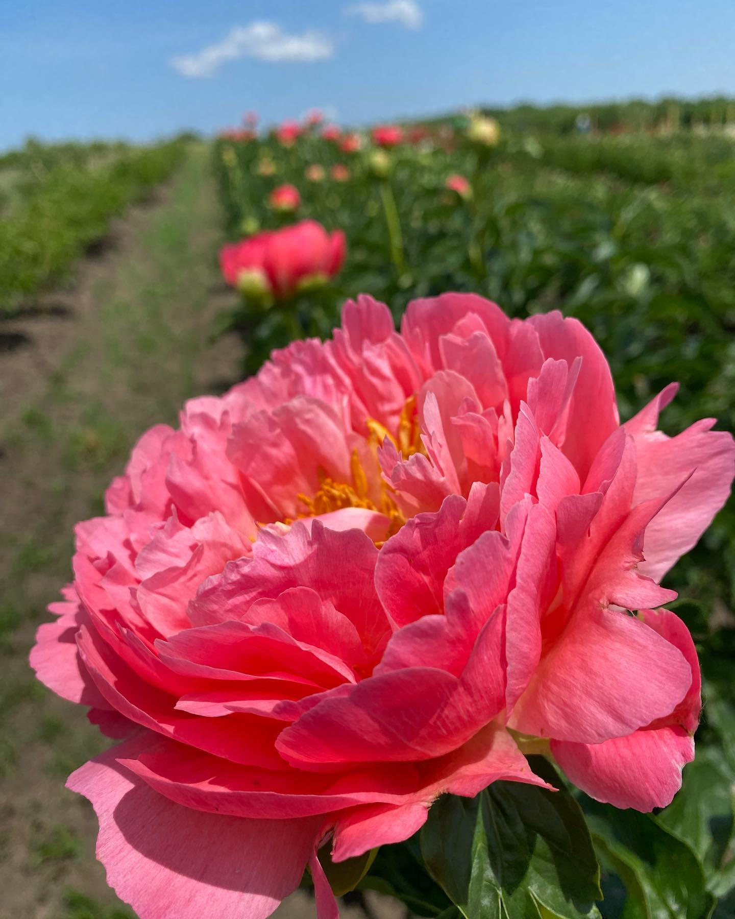Peony Field Days