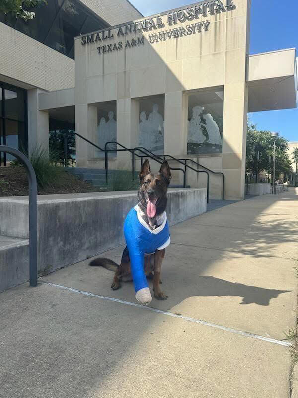 Waco, Texas K9 officer Andor is back home recovering after surgery