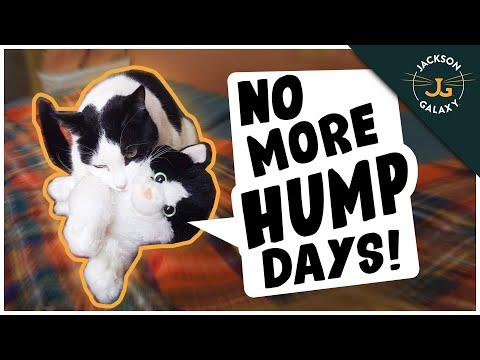 Why Does My Cat Hump Everything?