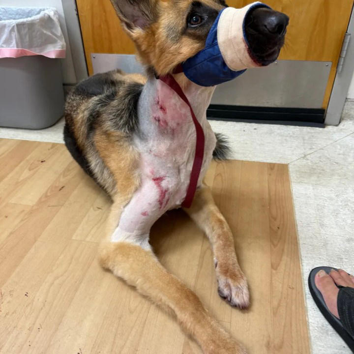 Florida family says dog survived alligator attack in their backyard