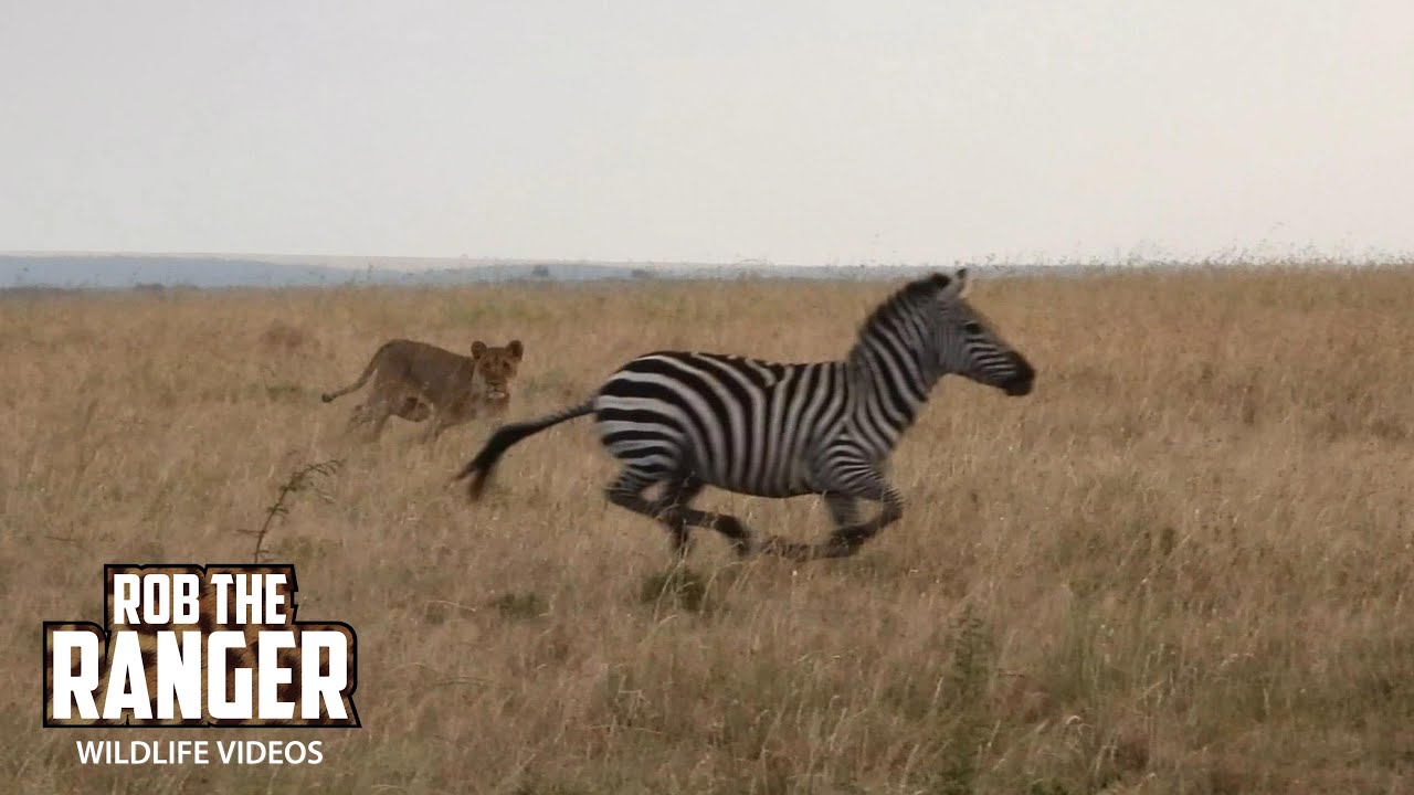 Lionesses Hunt Zebra, Monitor Nearby Buffalo
