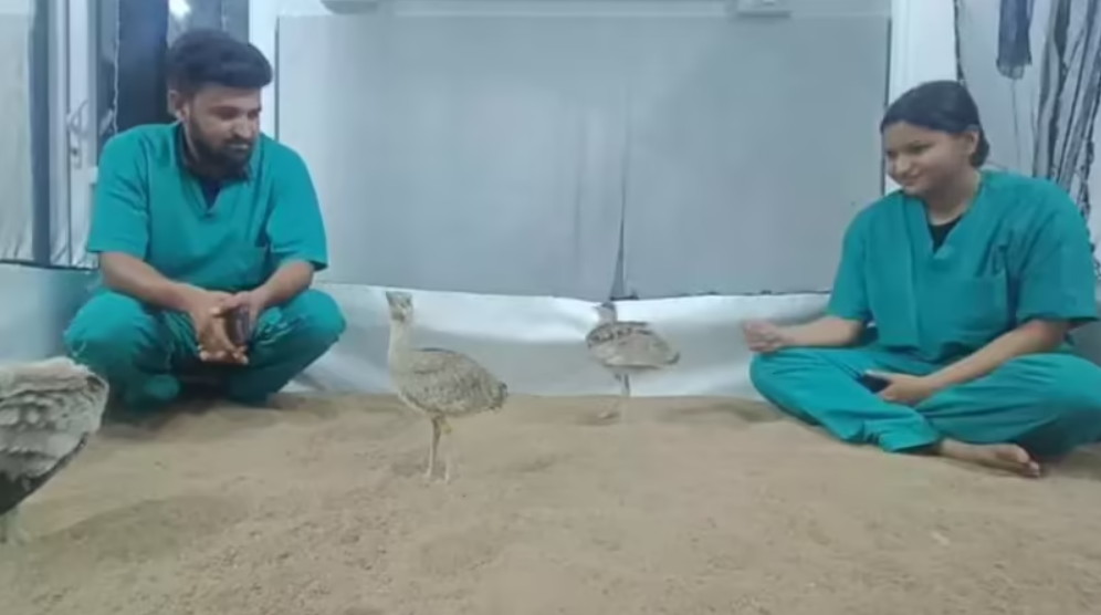 Wildlife meets warfare: Great Indian Bustard chicks named after ...