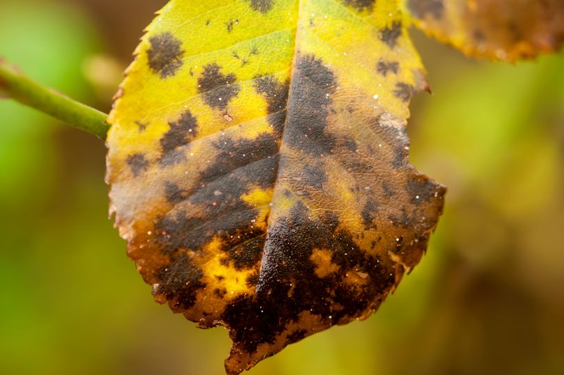 Gardeners issued key advice to keep an eye out for black spot disease ...
