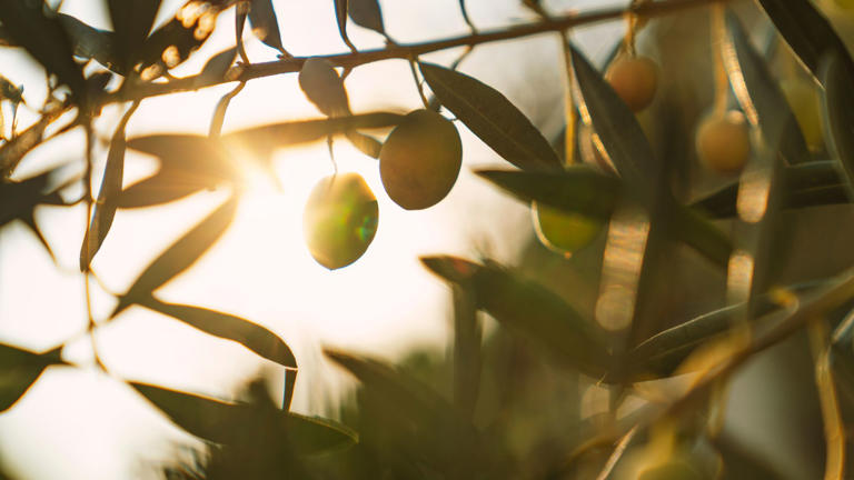 How to care for an olive tree: a comprehensive guide to keep your ...